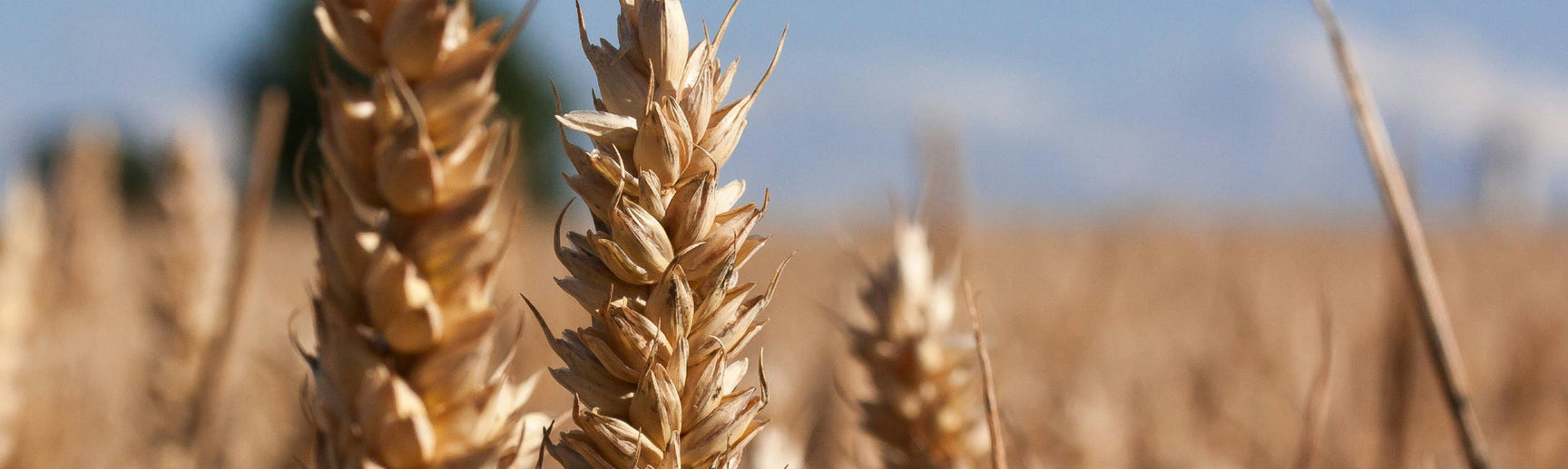 Gluten & Gut Health: What You Need to Know for a Healthier Digestive S ...